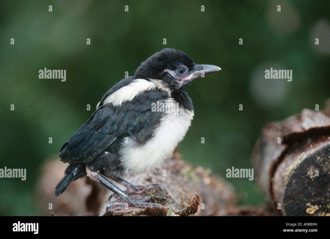 black-billed magpie (Pica pica), portrait of a single young bird ...