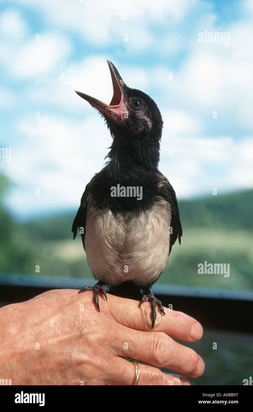 Magpie pica pica beak open hi-res stock photography and images - Alamy