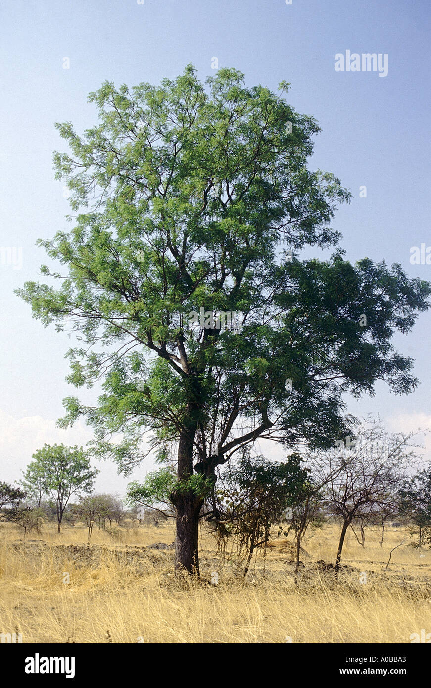 Neem tree hi-res stock photography and images - Alamy