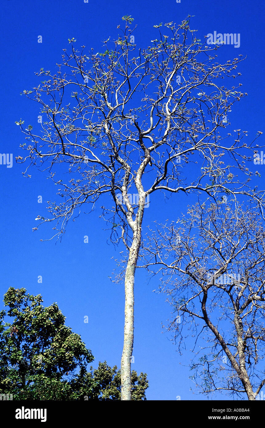 Form Boswellia Serrata Family Burseraceae Deciduous tree of peninsular ...