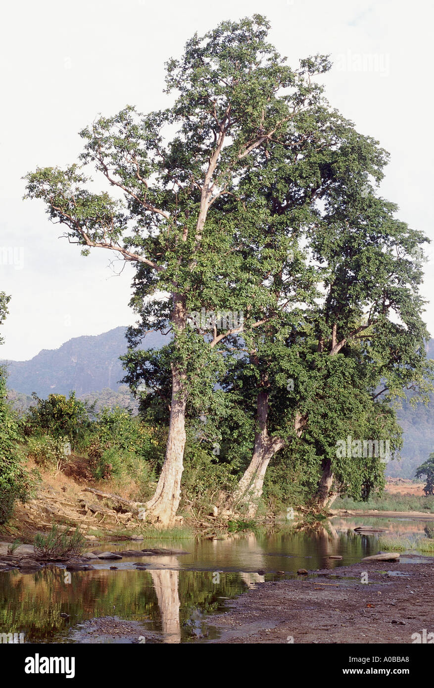 Terminalia Arjuna Herb