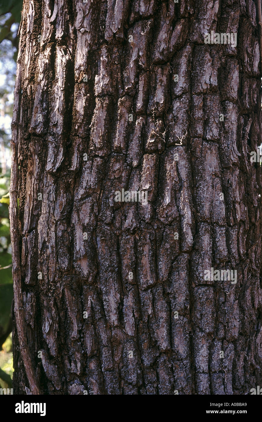 Terminalia trees hi-res stock photography and images - Alamy