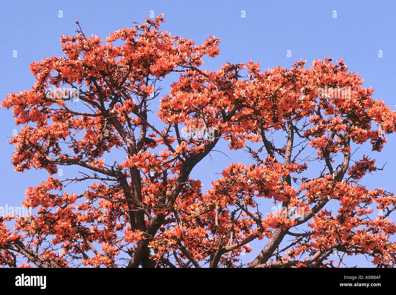 Tree in bloom Butea Monosperma Flame of the Forest Family Fabaceae ...