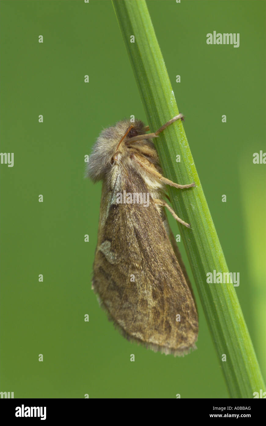 common swift, garden swift moth (Korscheltellus lupulinus, Hepialus ...