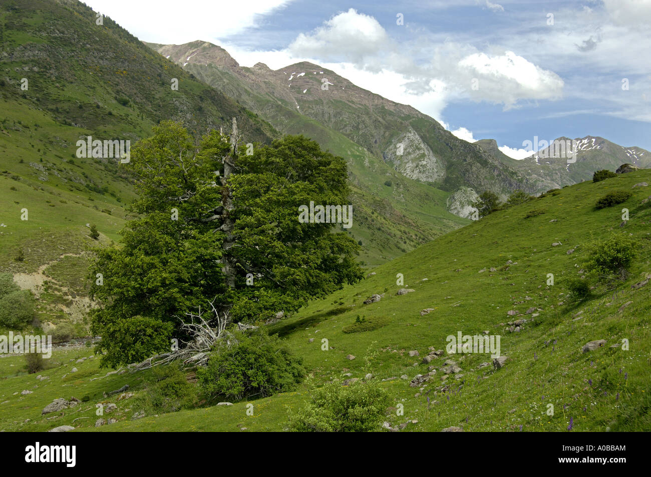 landscape in the Hecho valley, Spain, Pyrenaeen Stock Photo - Alamy