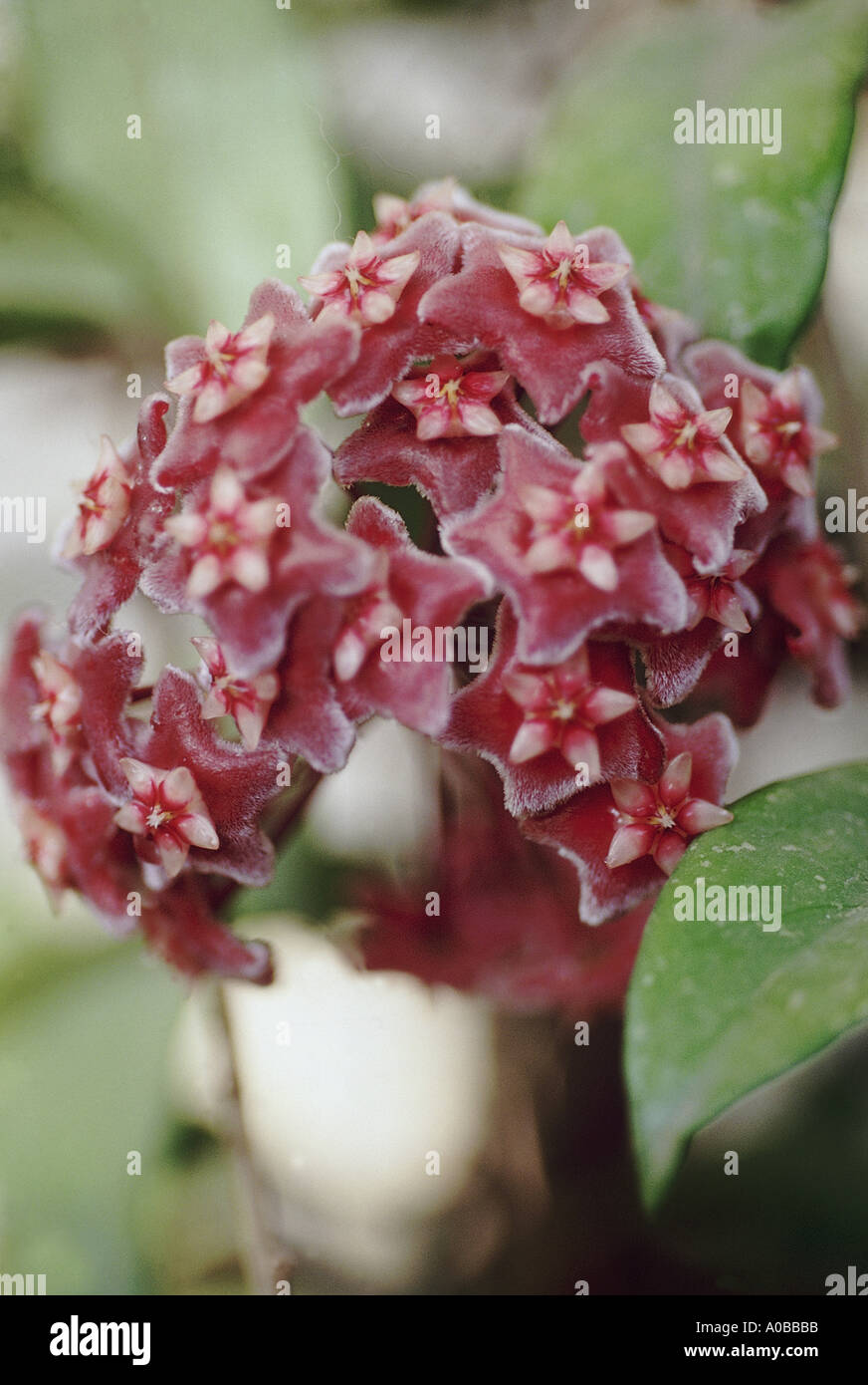 Hoya Waxy flowers Stock Photo - Alamy