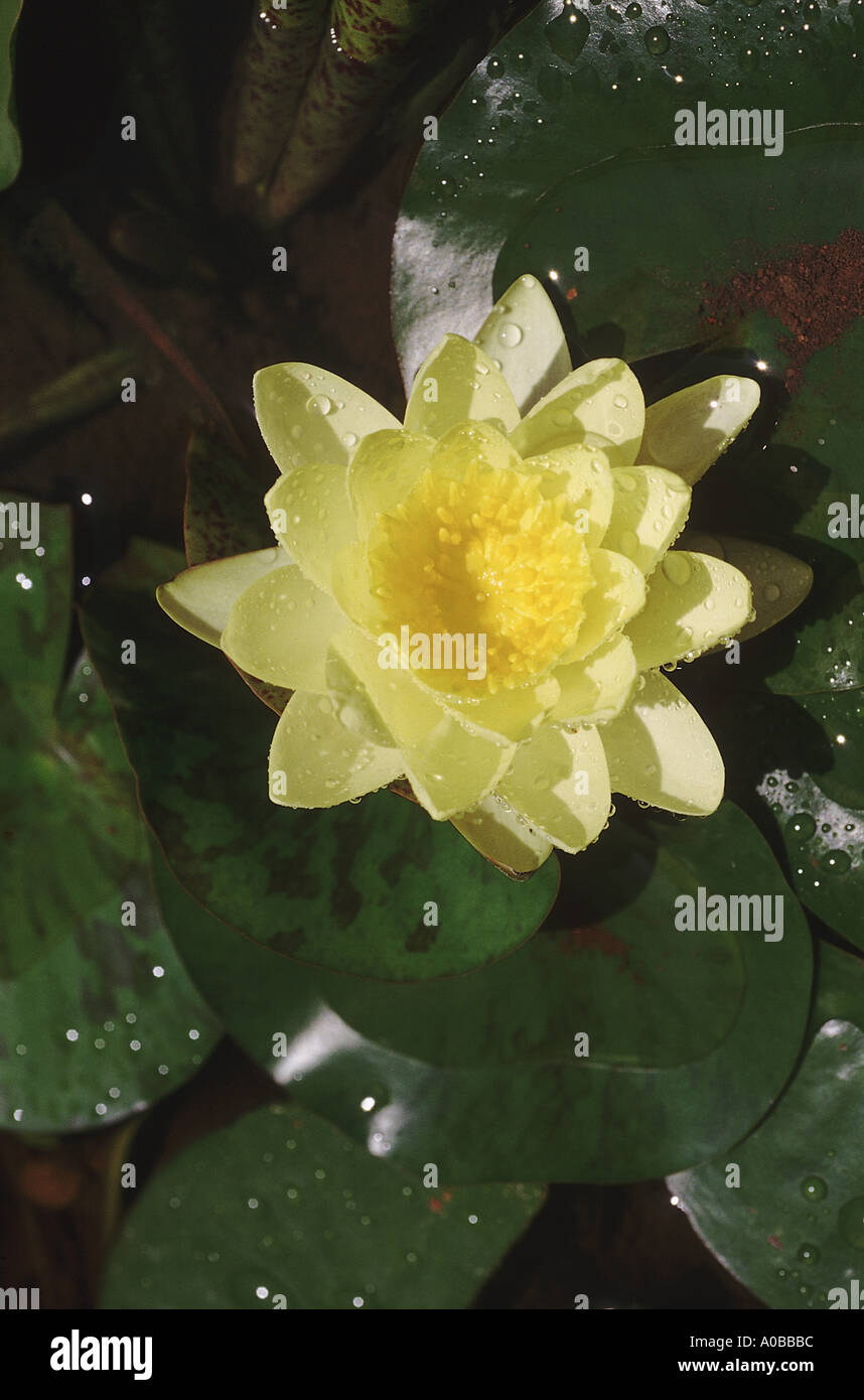 Yellow Water Lily Stock Photo - Alamy