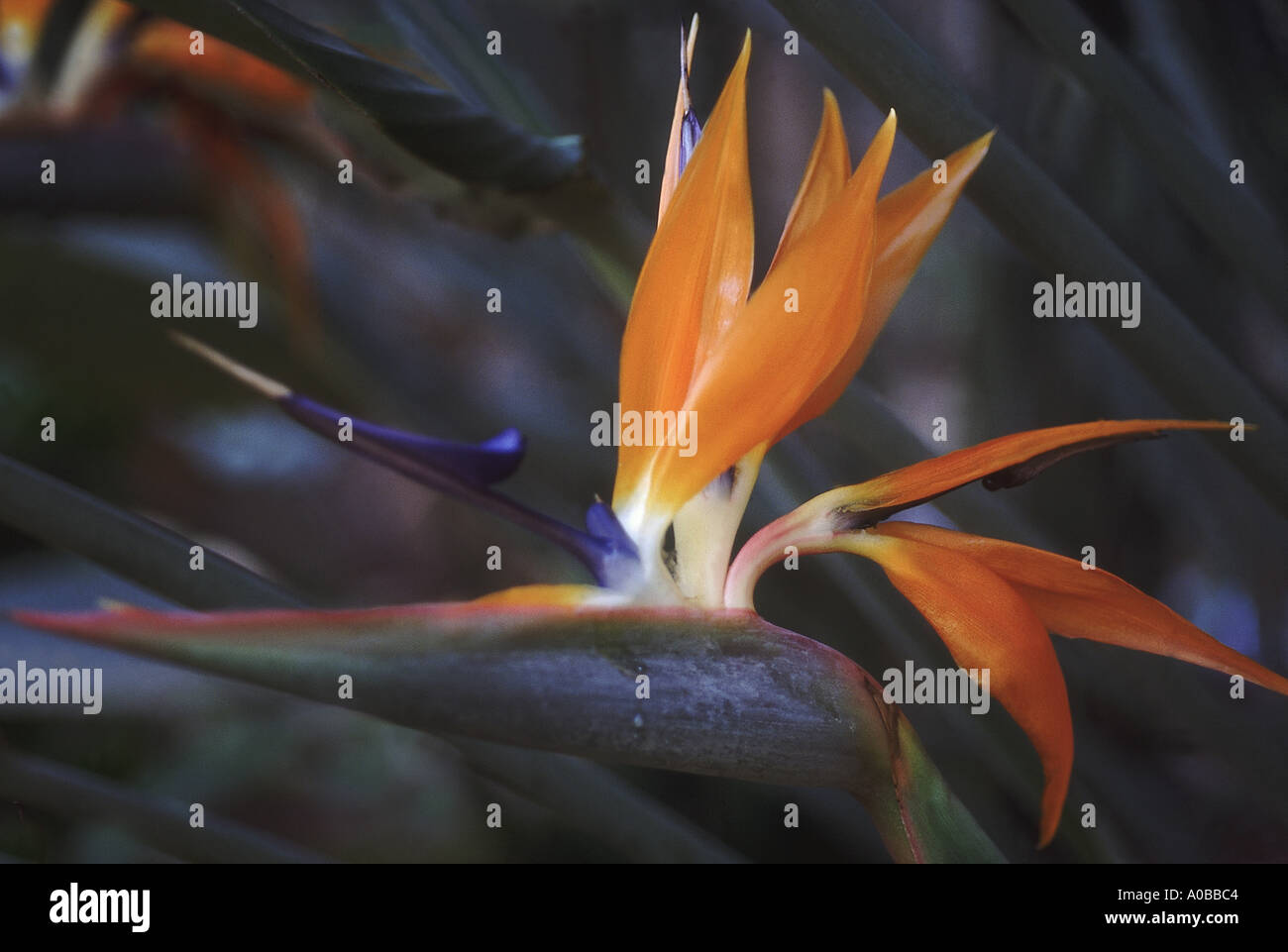 Lily bird of paradise hi-res stock photography and images - Alamy
