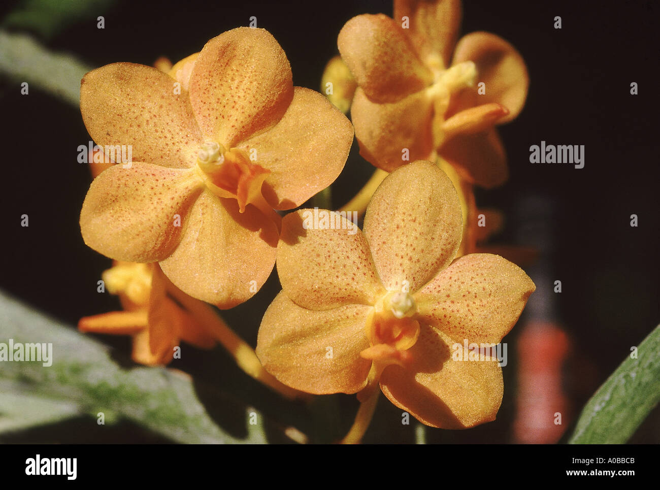 Orchid Orange Dendrodium Stock Photo - Alamy