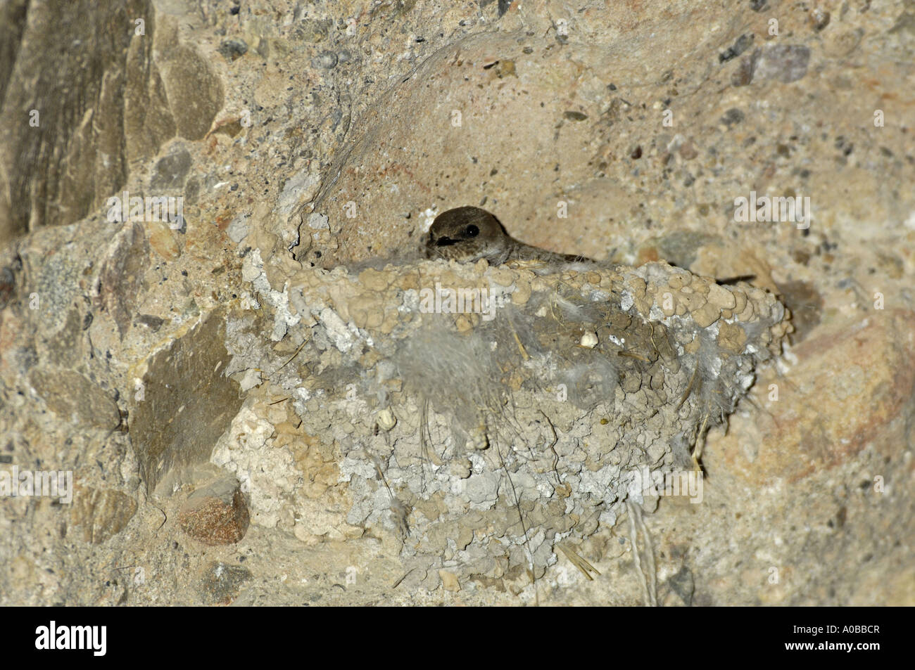 crag martin (Ptyonoprogne rupestris), adult in the nest, Spain ...