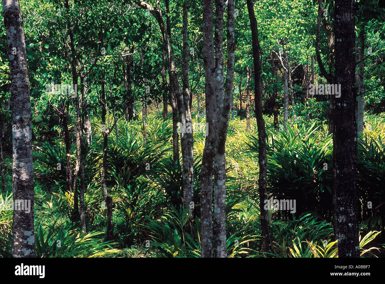 Cardamom plants india hi-res stock photography and images - Alamy