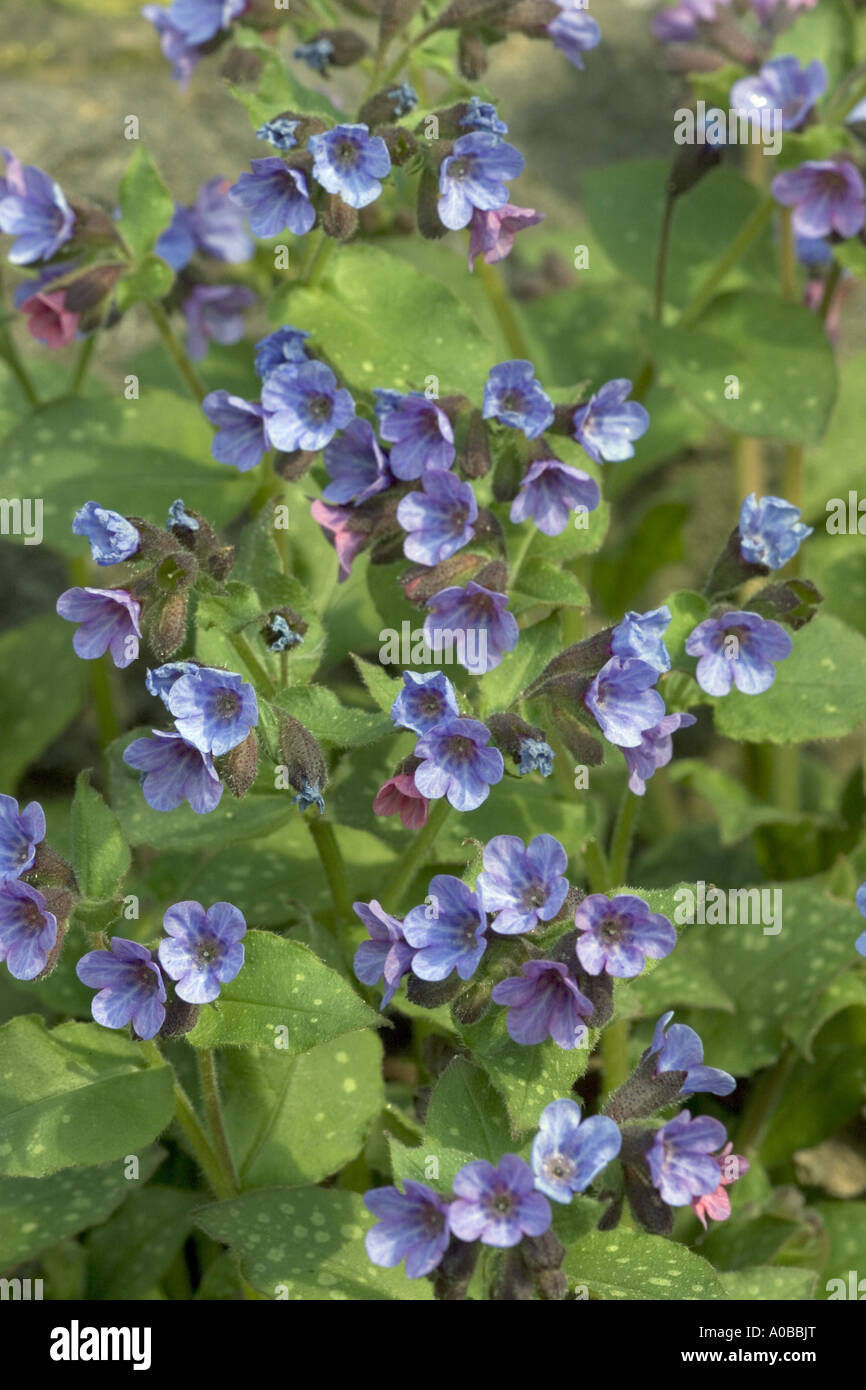 common lungwort (Pulmonaria officinalis), flowers, Germany Stock Photo ...
