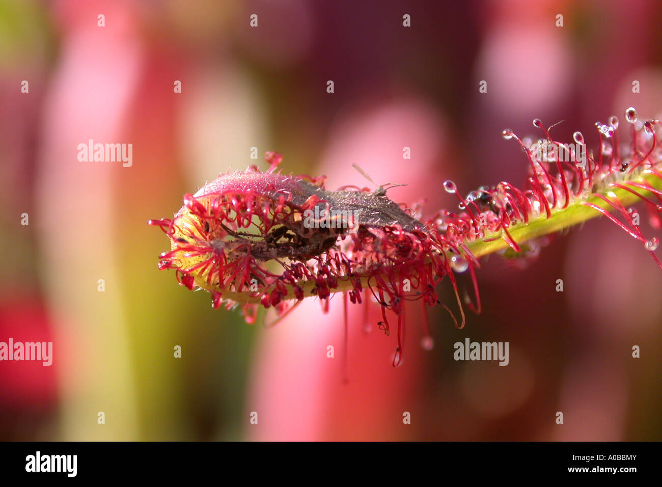 Botany flypaper trap flypaper traps prey carnivore carnivores hi-res ...