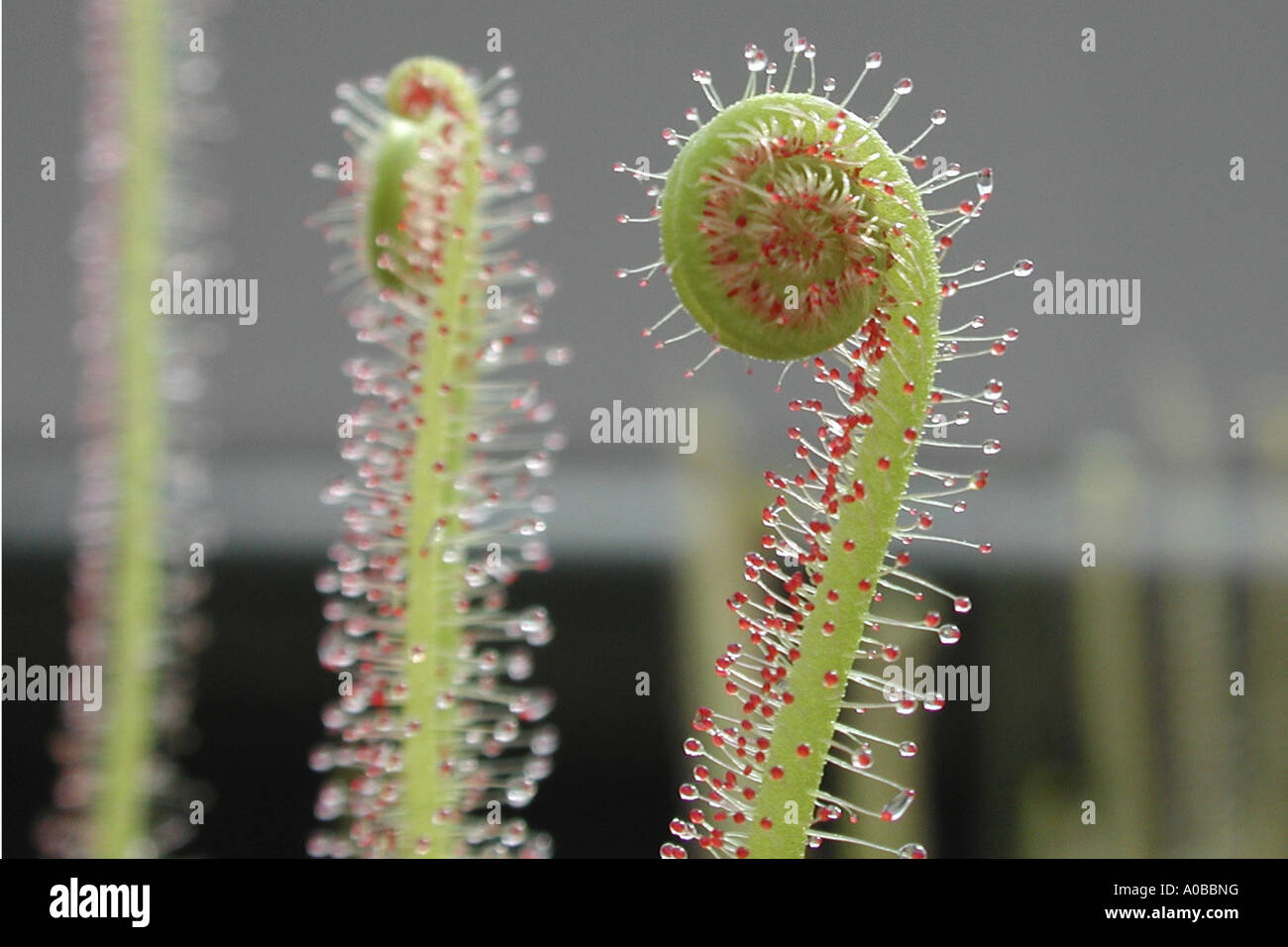 Thread-leaved Sundew (Drosera filiformis), developping leaf trap Stock ...