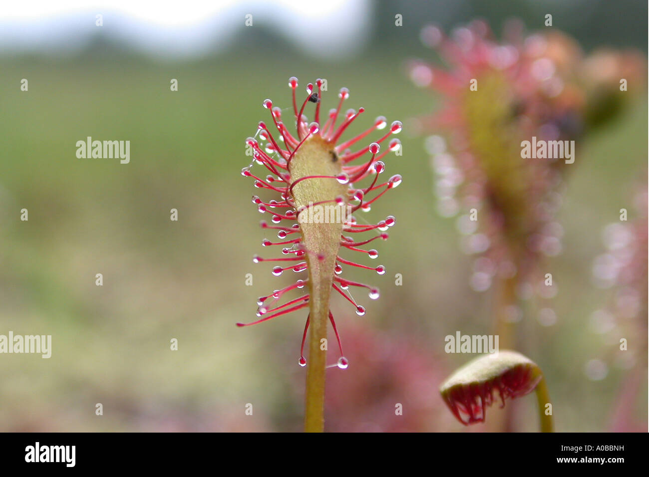 long-leaved sundew, oblong-leaved sundew, spoon-leaved sundew (Drosera ...