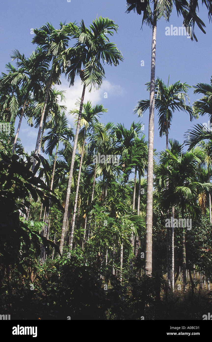 A supari plantation on the lower slopes of Mount Harriet in South ...