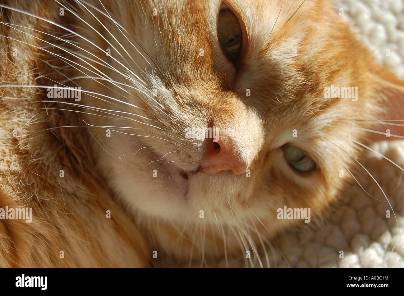 Yellow striped cat with green eyes sitting in the sun Stock Photo - Alamy