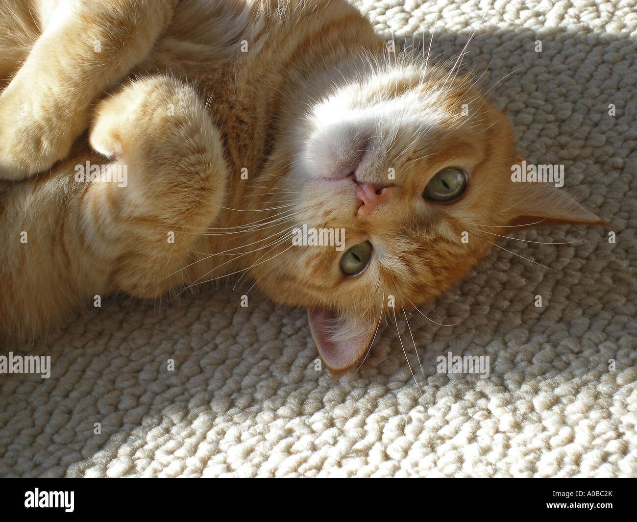 Yellow striped cat with green eyes sitting in the sun Stock Photo - Alamy