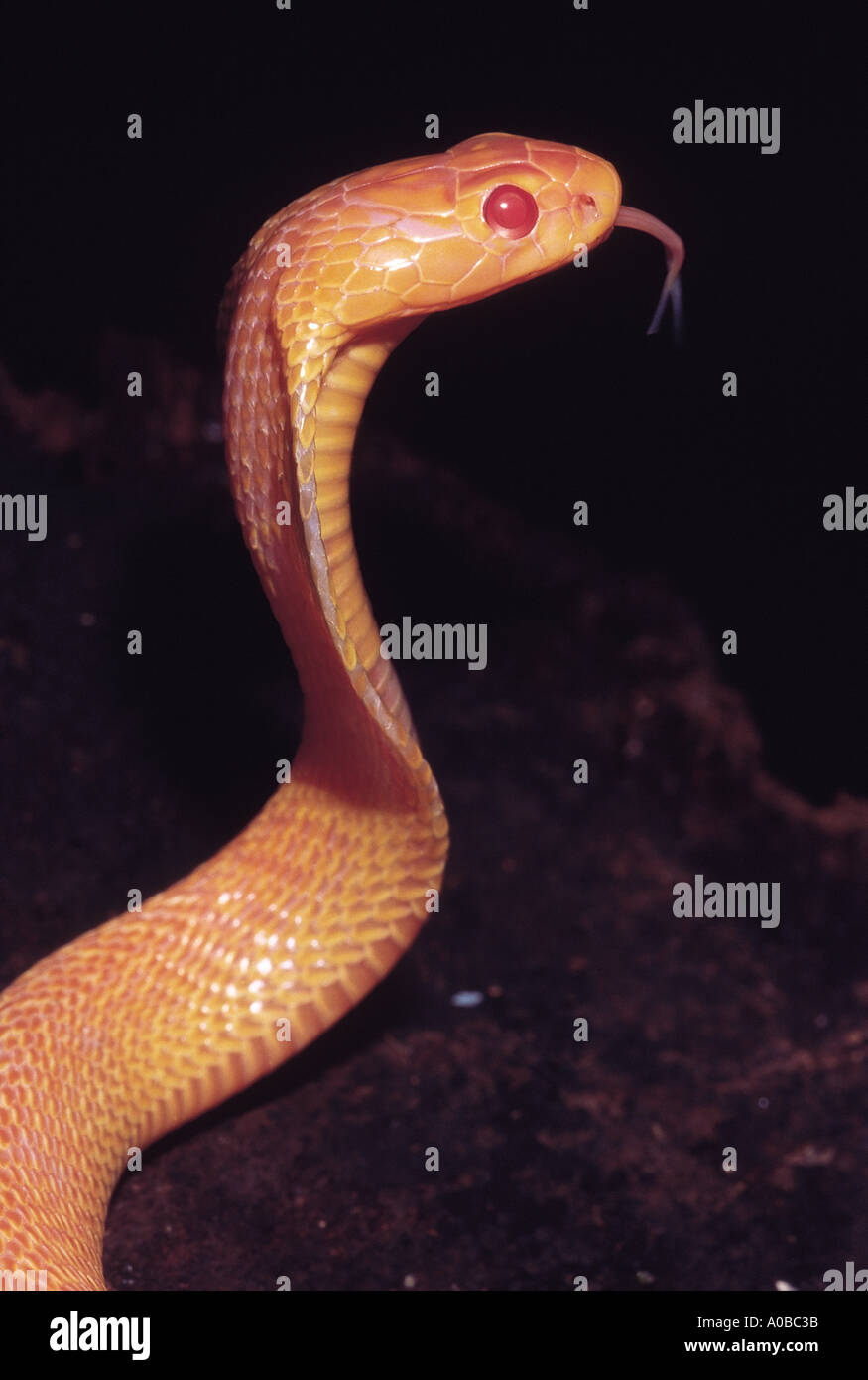Venomous snake indian cobra hi-res stock photography and images - Alamy