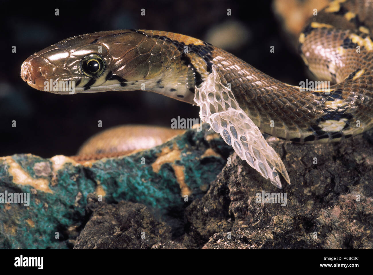 Common trinket snake hi-res stock photography and images - Alamy