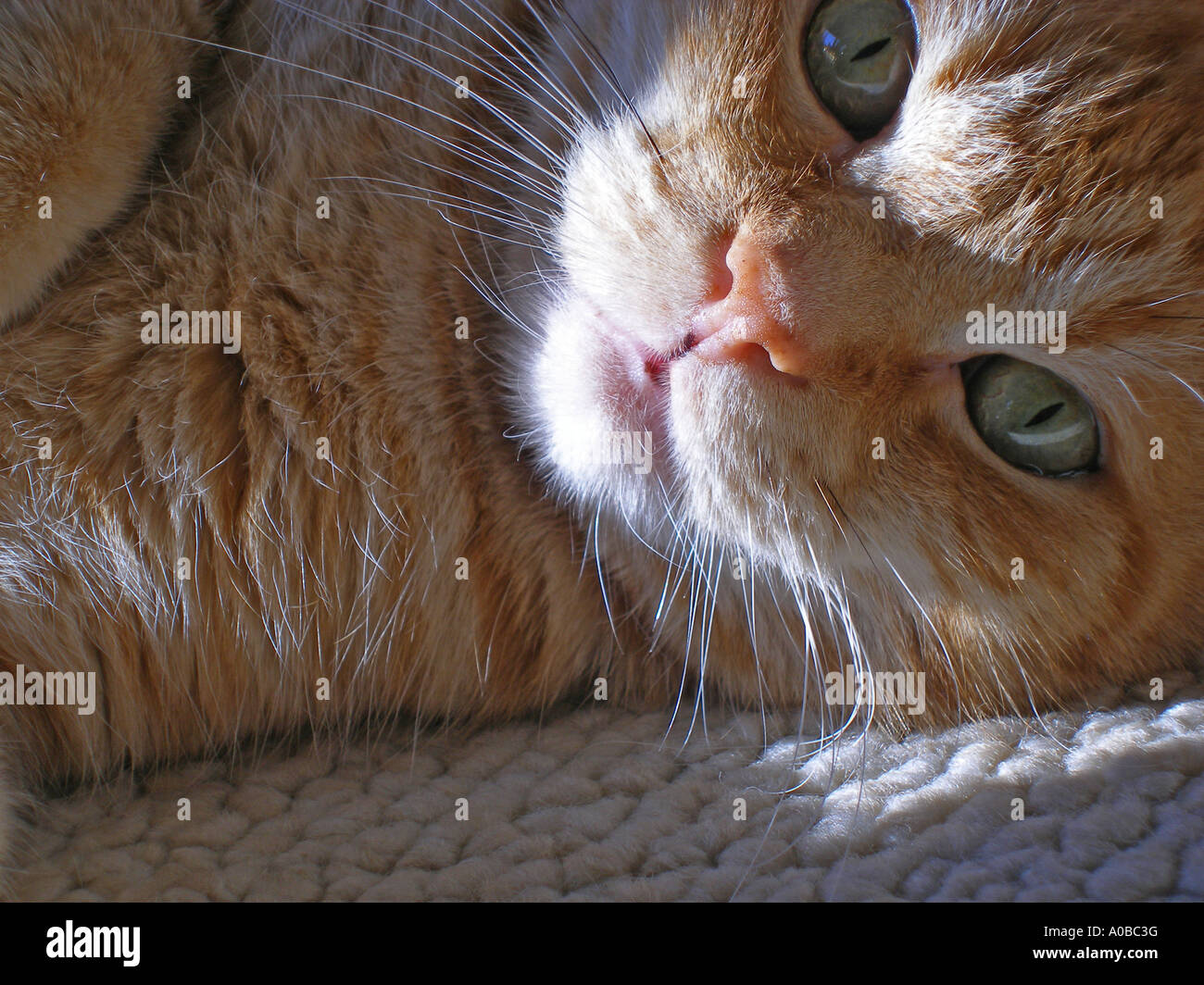 Yellow striped cat with green eyes sitting in the sun Stock Photo - Alamy