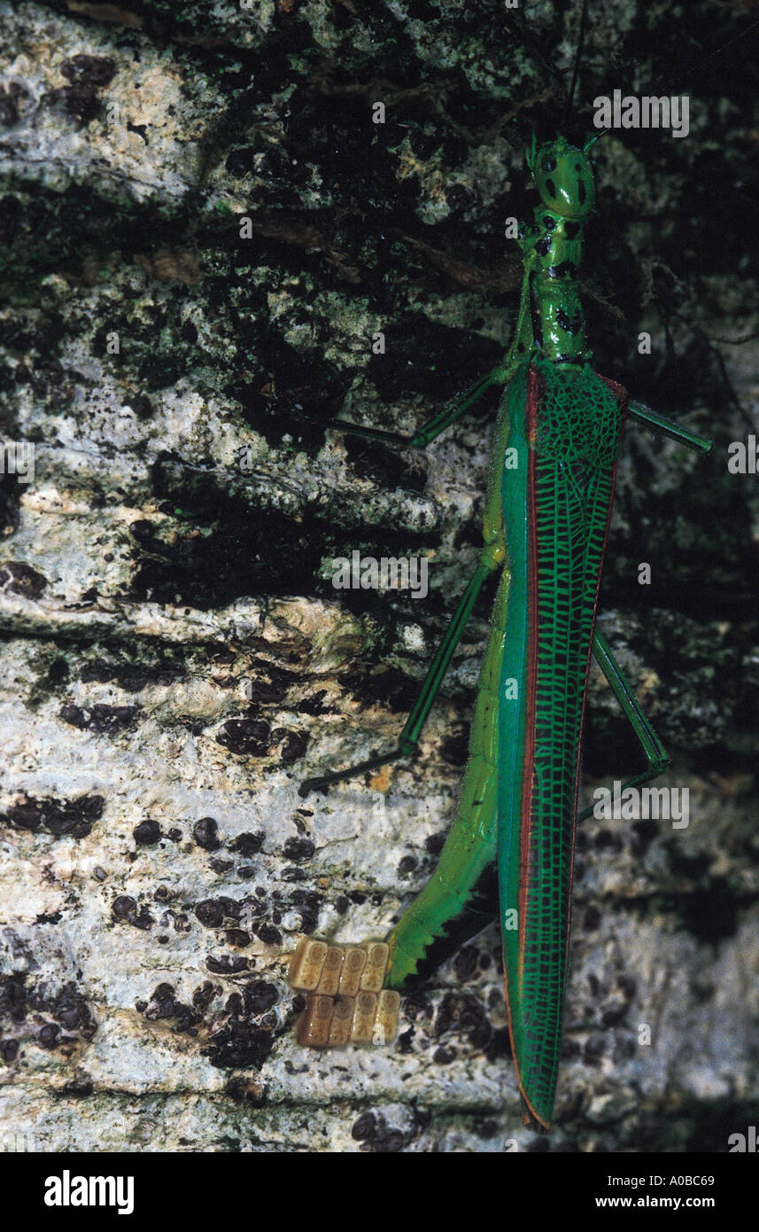 Green insect laying eggs Arunachal Pradesh India Stock Photo - Alamy