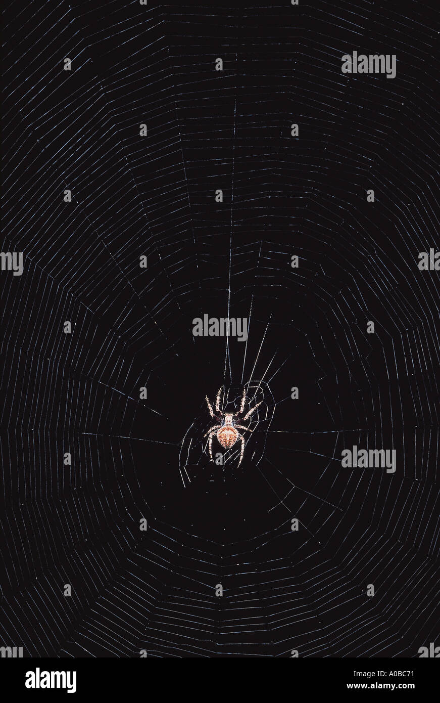 Spider in its web Maharashtra India Stock Photo - Alamy