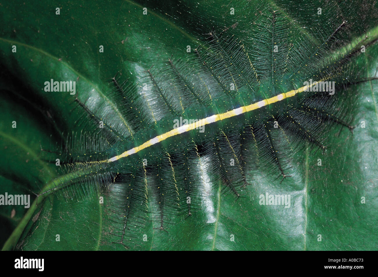 Common Baron Butterfly