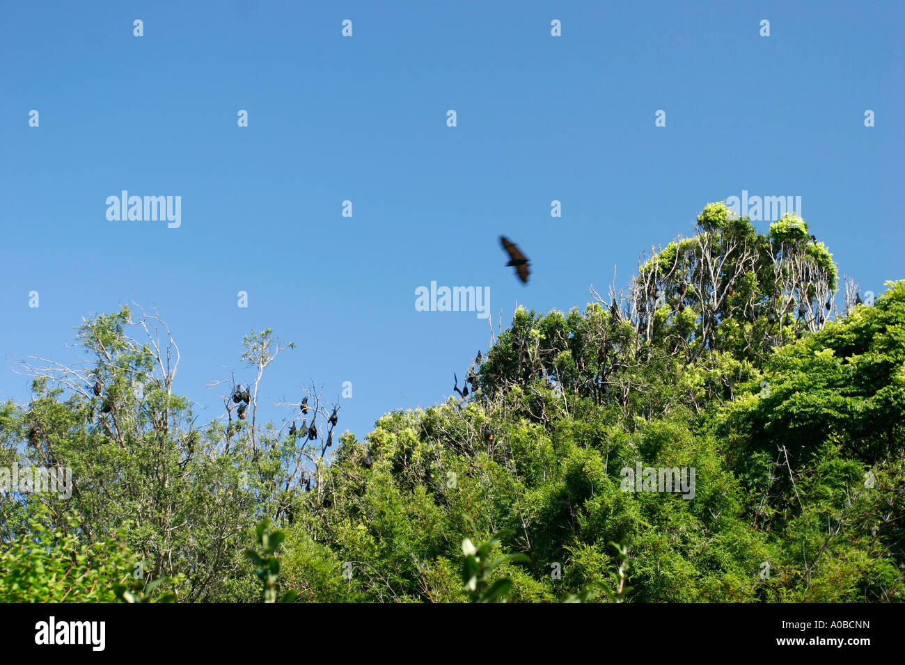 Australian native bats hi-res stock photography and images - Alamy