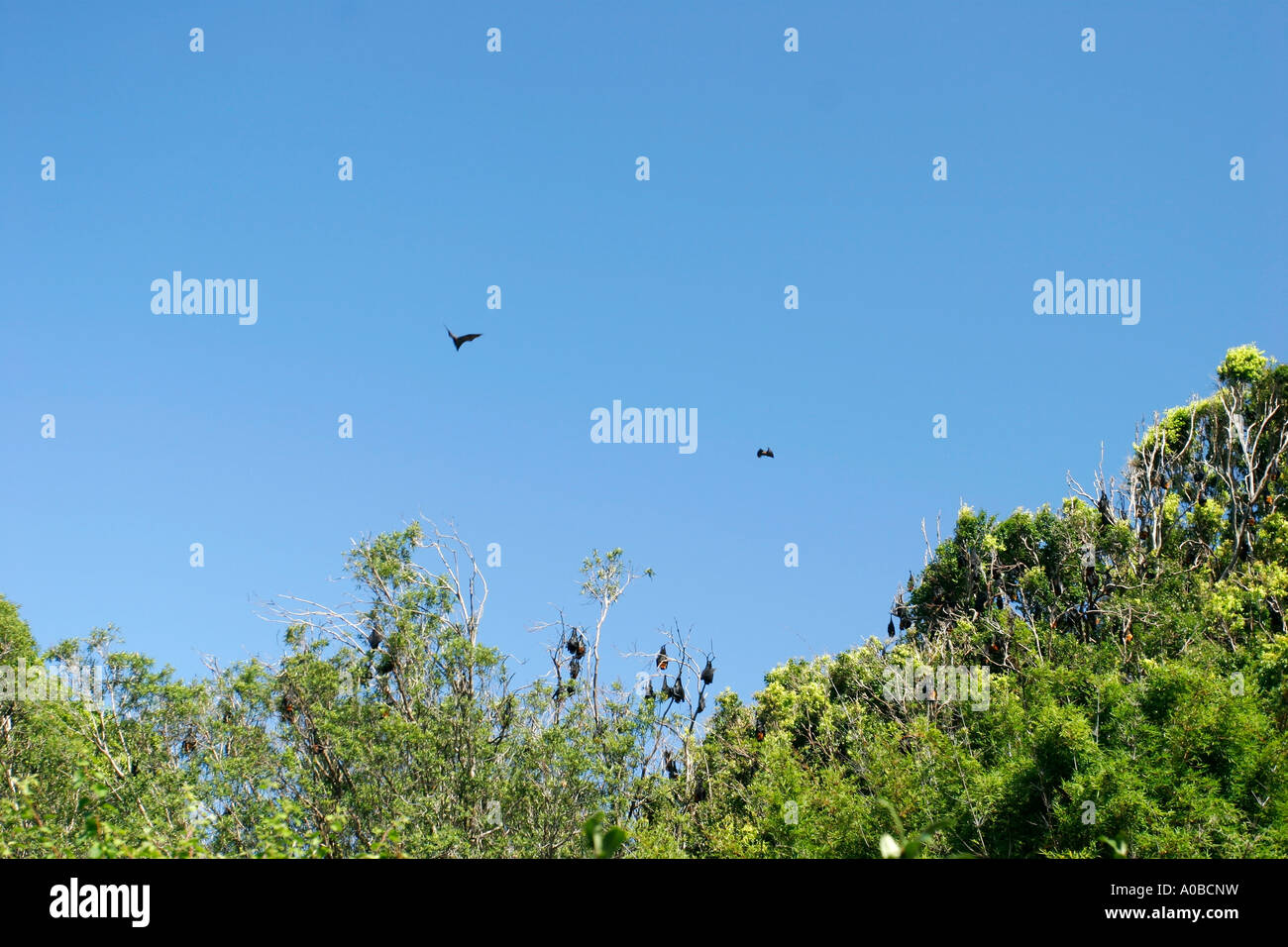 Australian native bats hi-res stock photography and images - Alamy