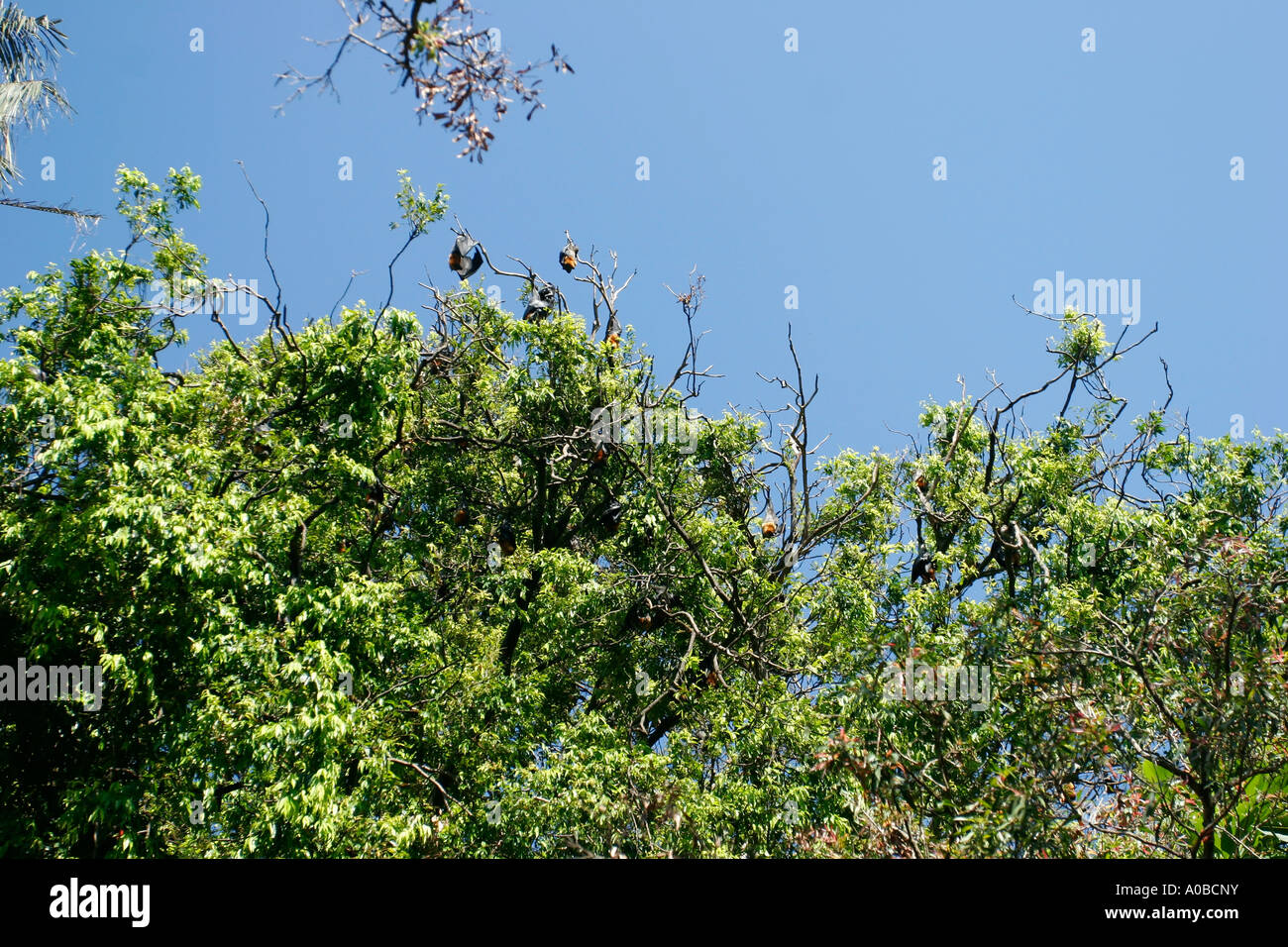 Australian native bats hi-res stock photography and images - Alamy