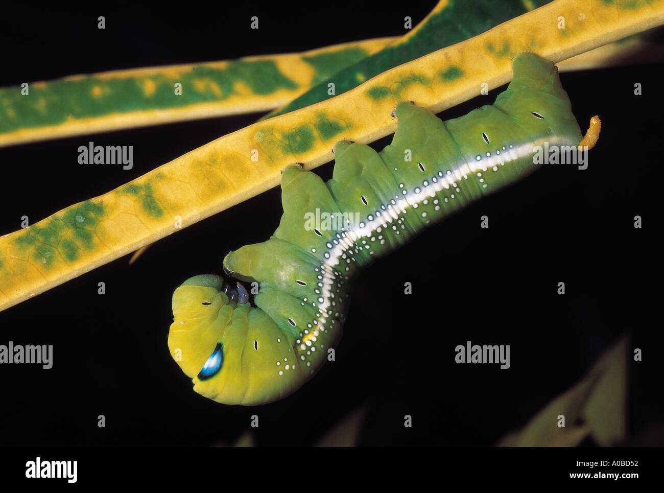 Blue caterpillar hi-res stock photography and images - Alamy
