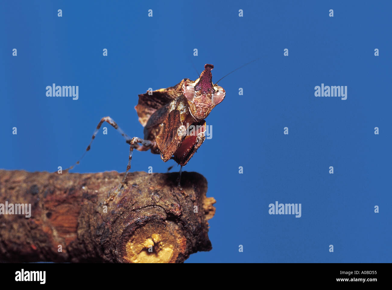 Raptorial leg hi-res stock photography and images - Alamy
