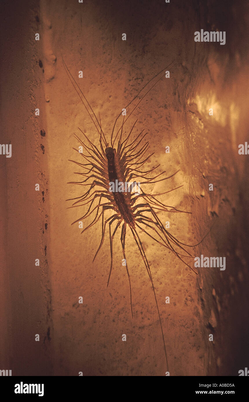 Harmless centipede hi-res stock photography and images - Alamy