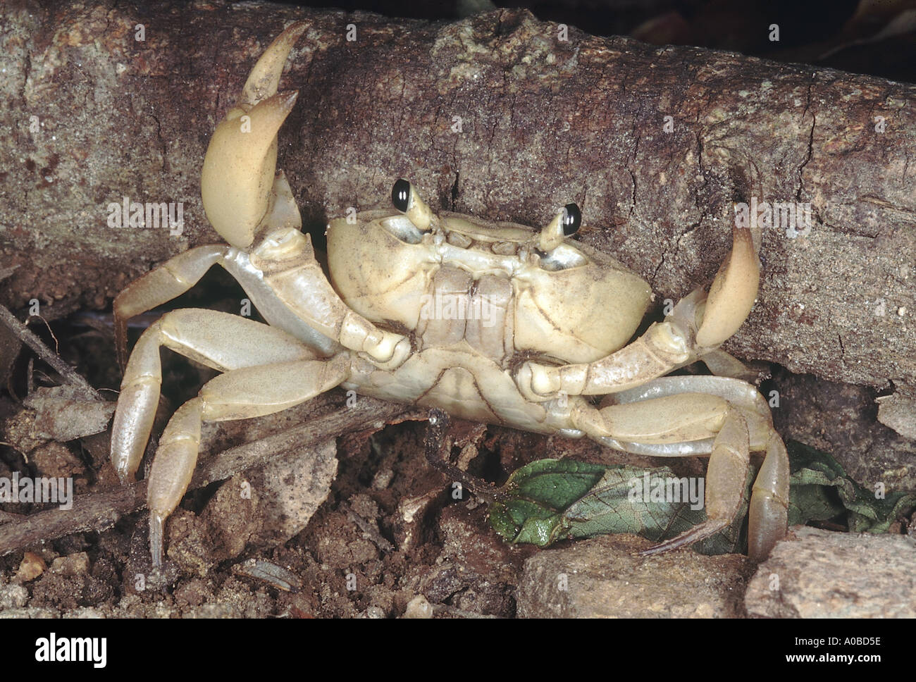 Crabs of india High Resolution Stock Photography and Images - Alamy