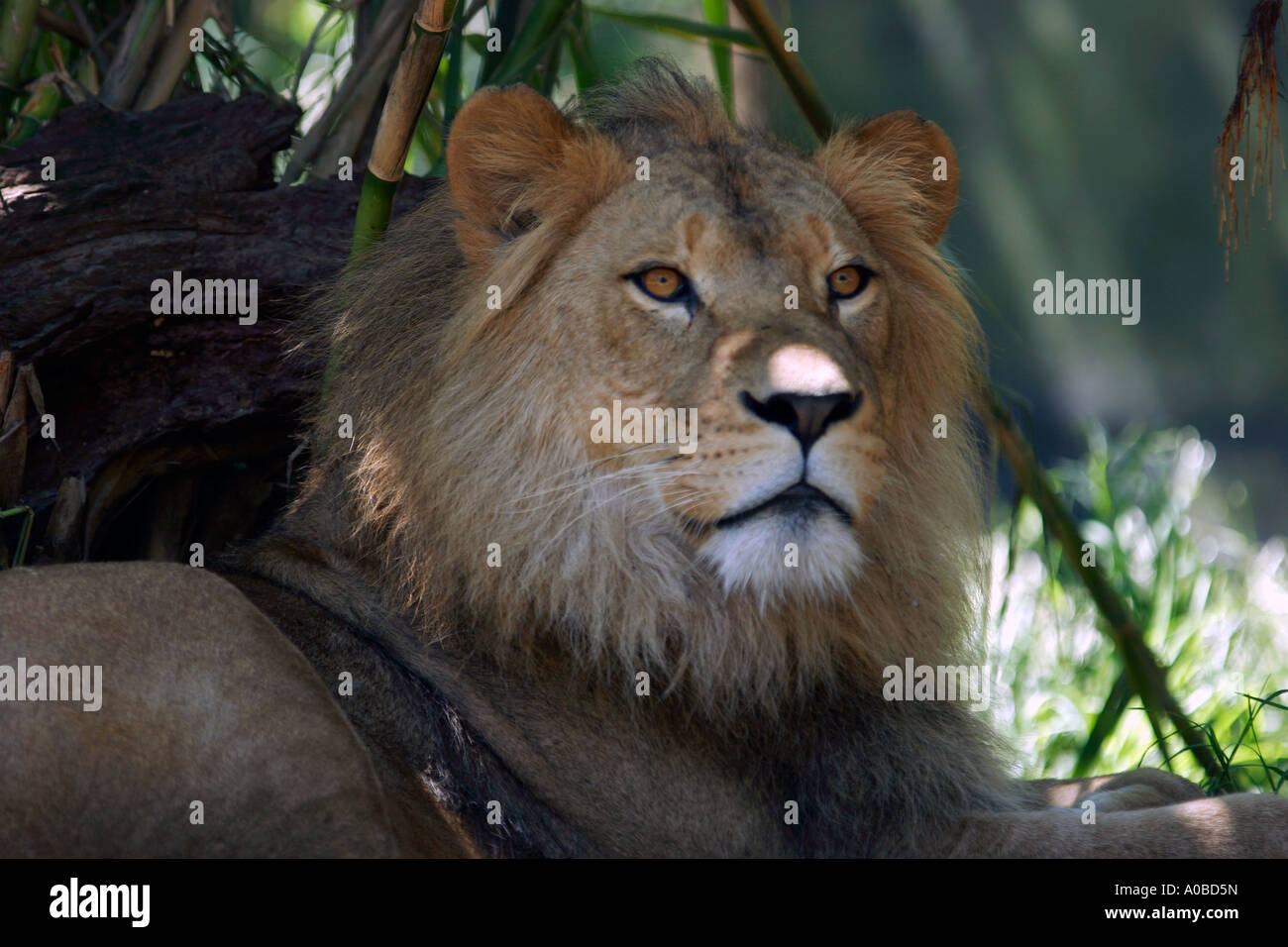 Lion at Taronga zoo sydney New South Wales Australia Stock Photo - Alamy