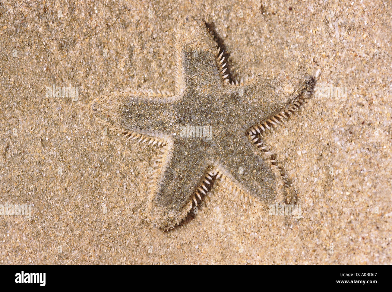 Tube feet hi-res stock photography and images - Alamy