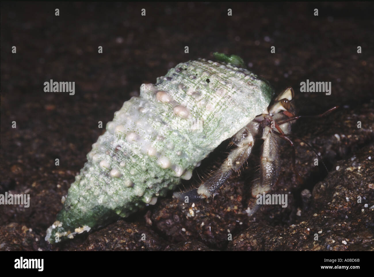 The Hermit crab uses the abandoned shell of a Gastropod as a protective ...