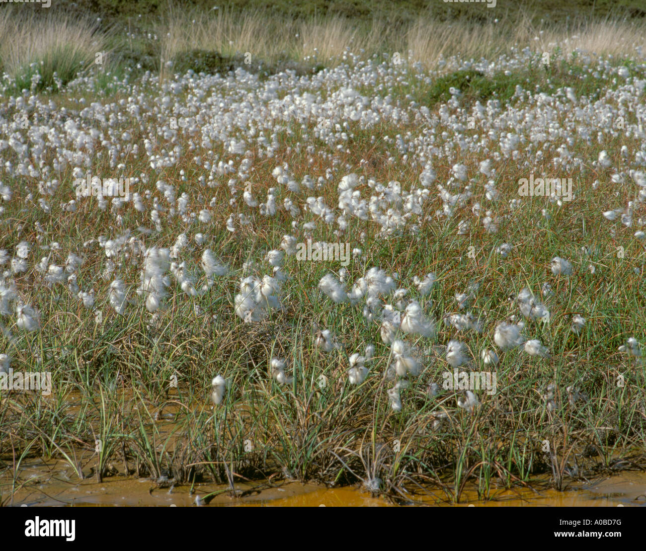 Expanse of cotton grass High Resolution Stock Photography and Images ...