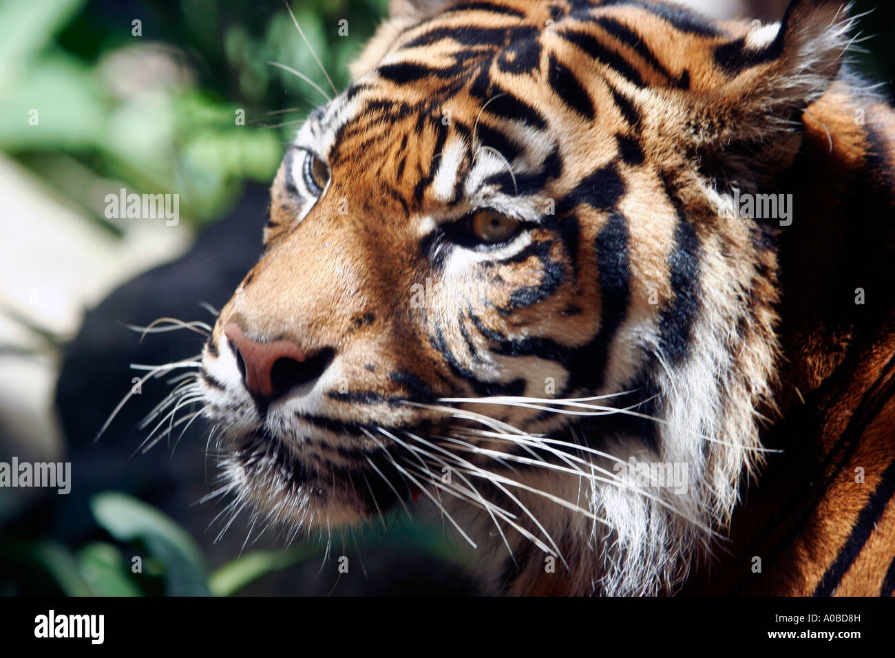 Tiger sydney zoo hi-res stock photography and images - Alamy