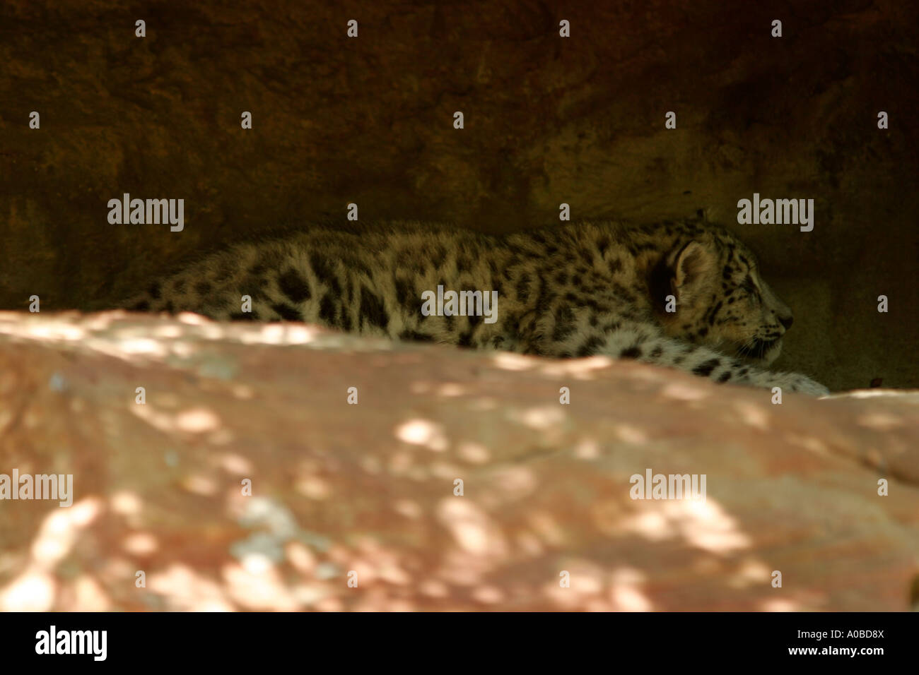 Leopard at Taronga zoo sydney New south wales Australia Stock Photo - Alamy