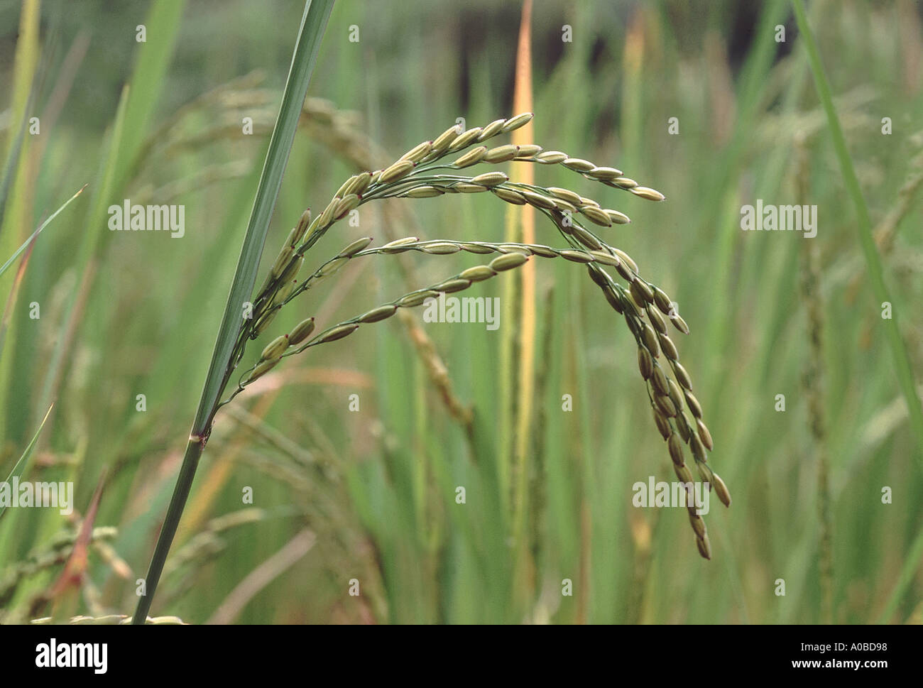 Rice heads developing two weeks before harvest Stock Photo - Alamy