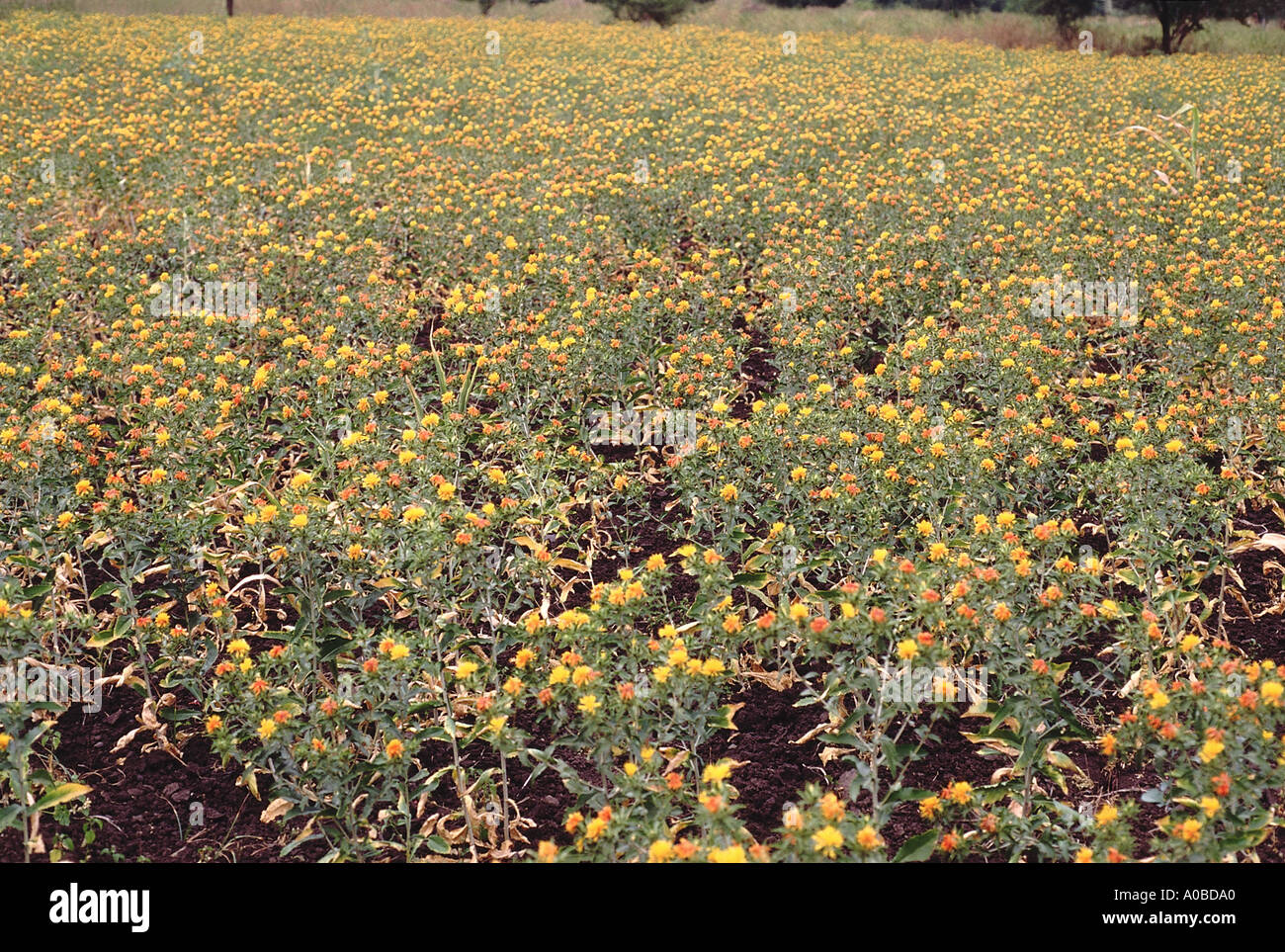 Safflower field hi-res stock photography and images - Alamy