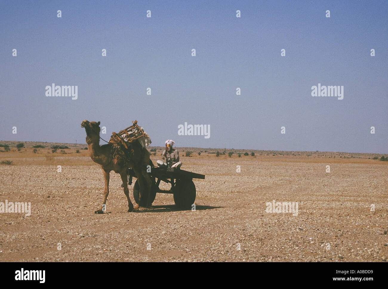 A camel cart moving across the desert. Rajasthan, India Stock Photo - Alamy