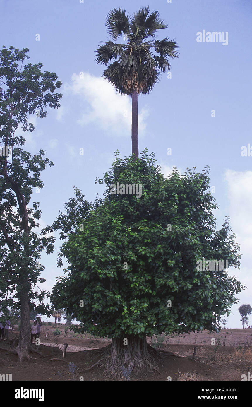 Grasslands palm trees hi-res stock photography and images - Alamy
