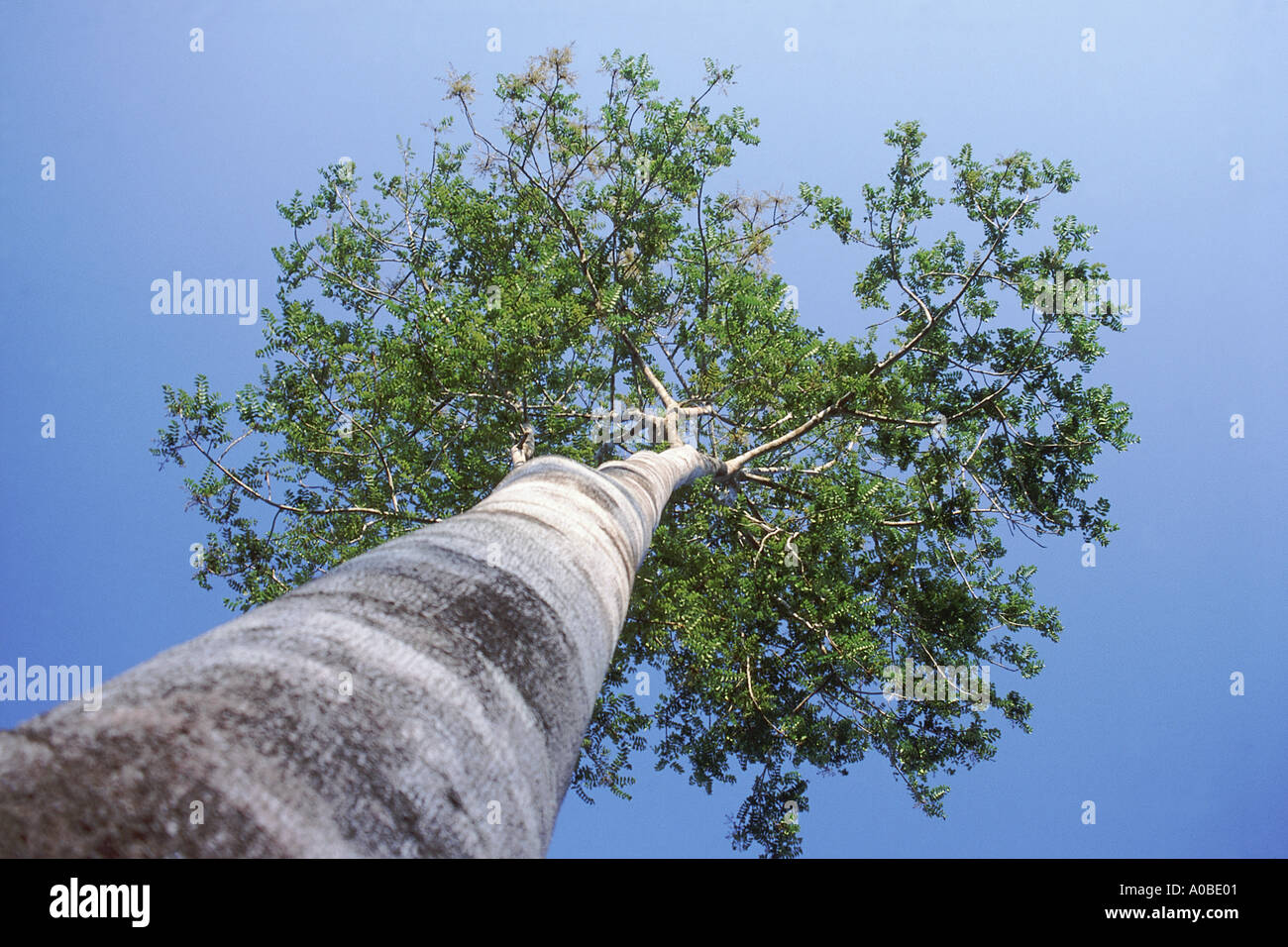 A tall Gurjan tree Stock Photo: 48641 - Alamy