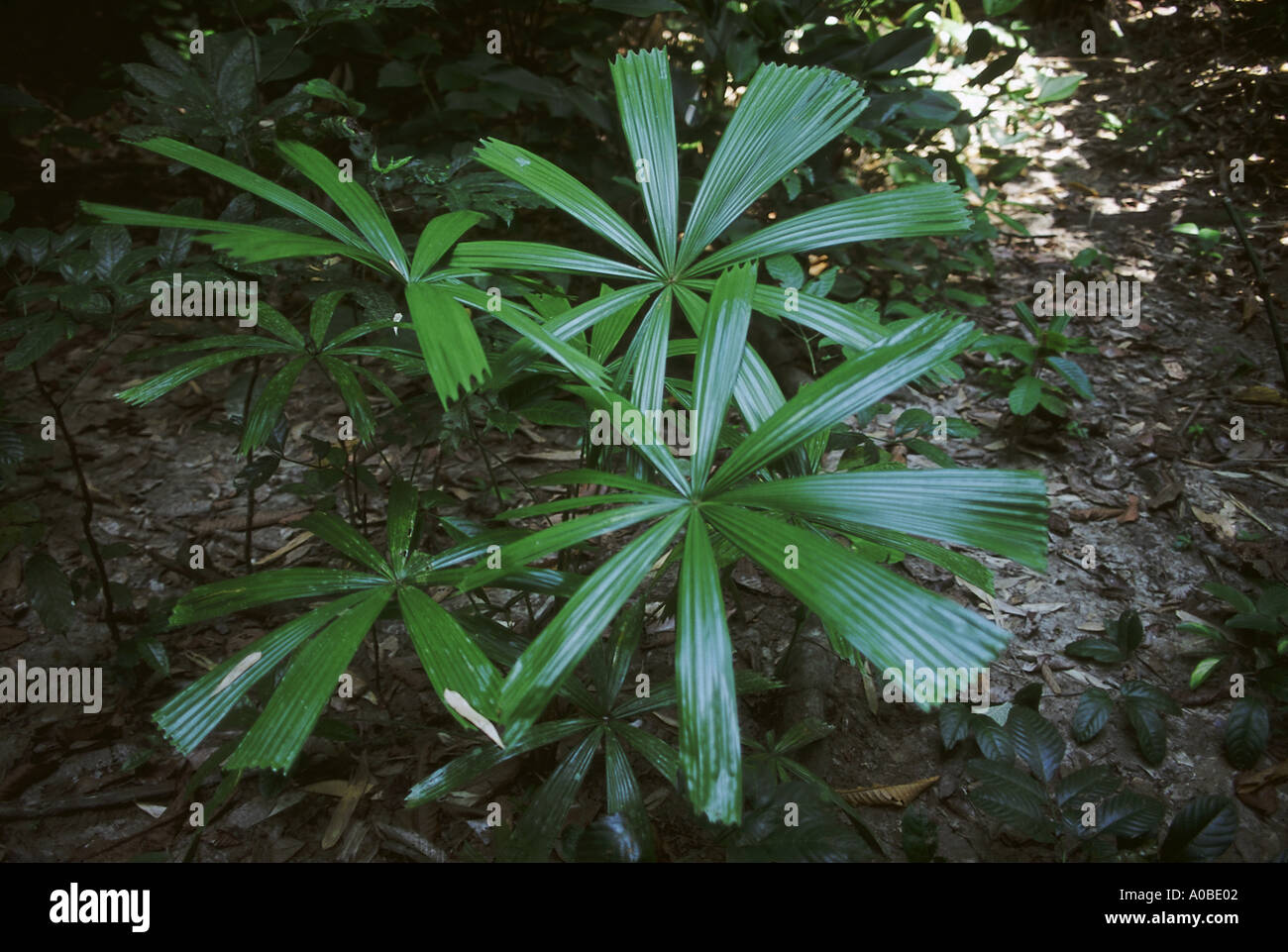 A small palm which grows in the underbrush of forests in the Andaman ...
