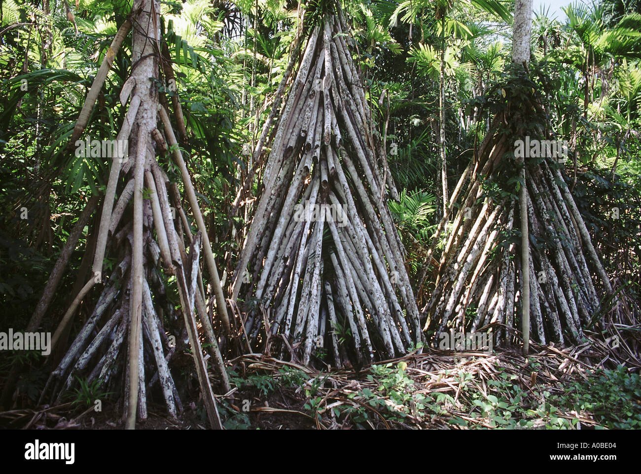 The prop roots of a large species of Pandanus from the Nicobar Islands ...