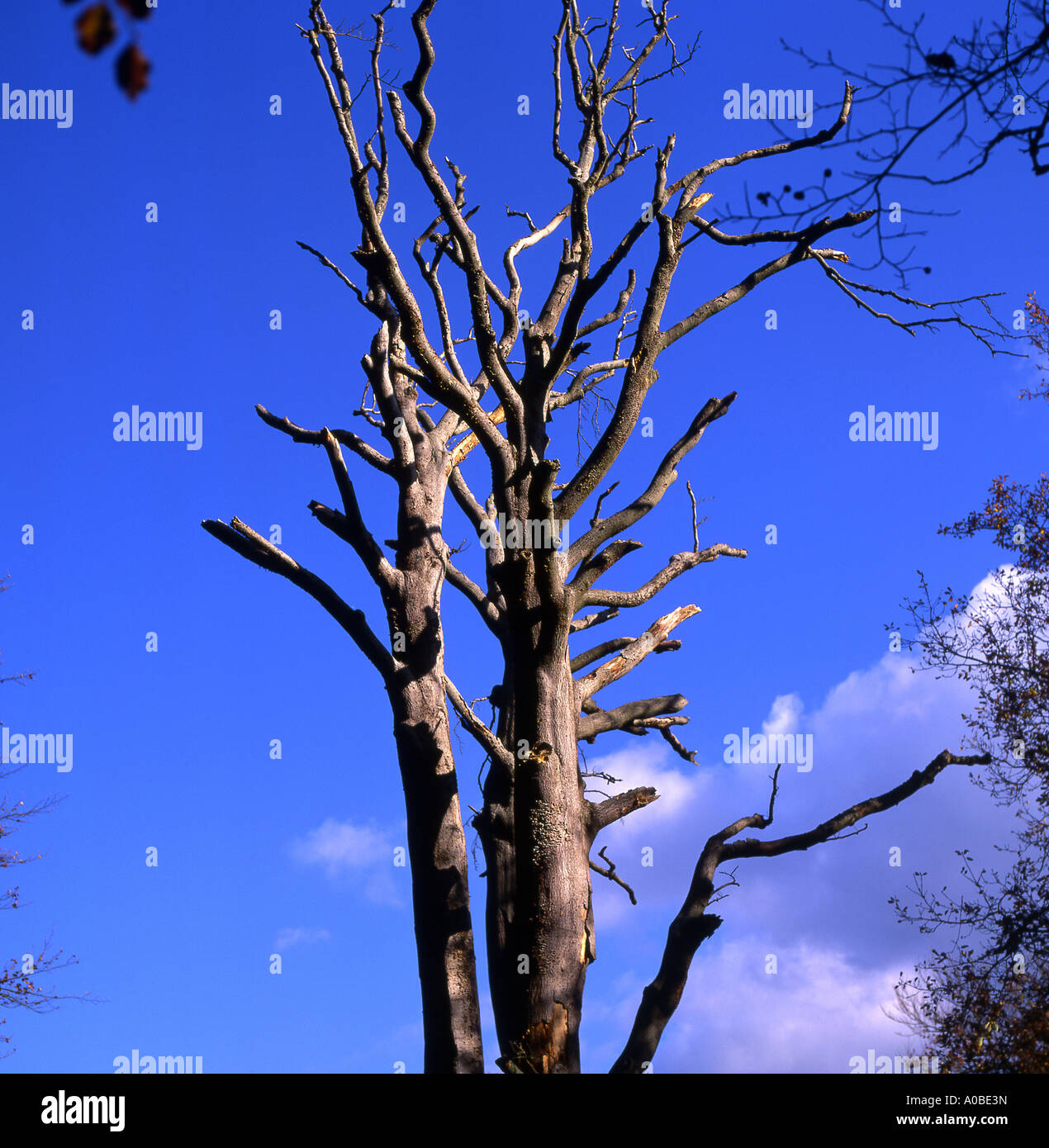 Dead beech tree hi-res stock photography and images - Alamy