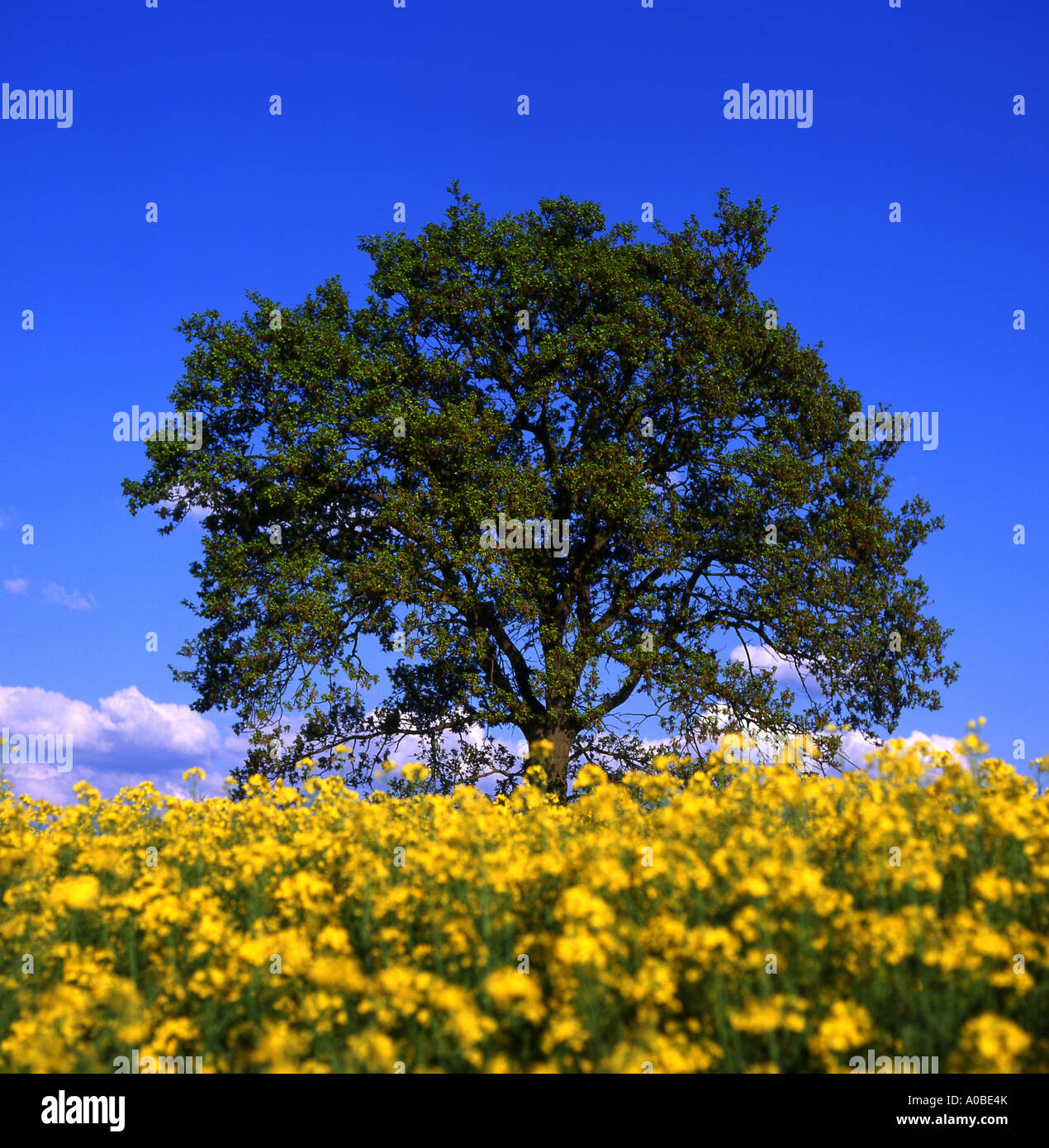 Oak Tree Quercus robur in Oil Seed Rape Field Stock Photo - Alamy